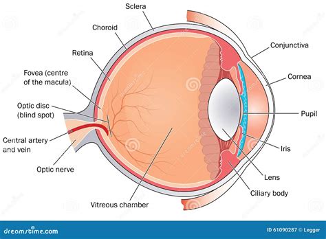 Cross Section Through The Eye Stock Vector Illustration Of Medical