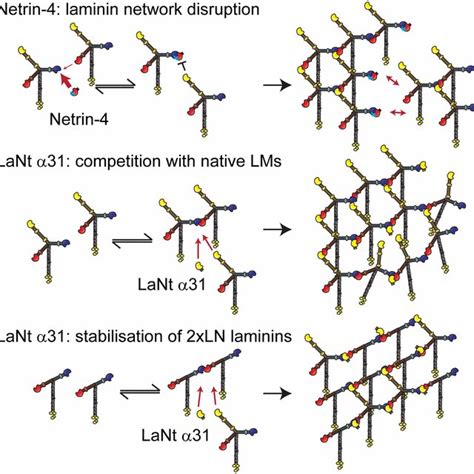 Netrin 4 And Lant α31 Predicted Effects On Laminin Networks Top