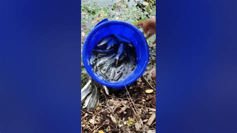 Learn Fish Farming Youtube