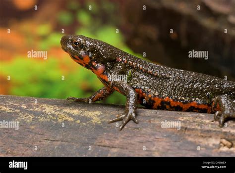 Swordtail Newt Sword Tailed Newt Japanese Sword Tailed Newt Okinawa