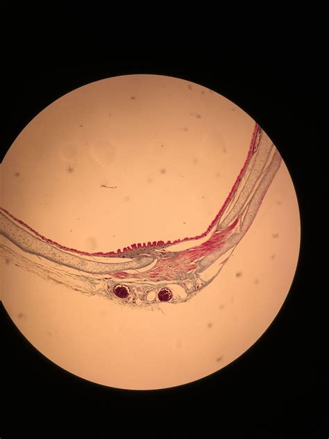 Bgda Practical Male Reproductive Tract Histology Embryology Artofit