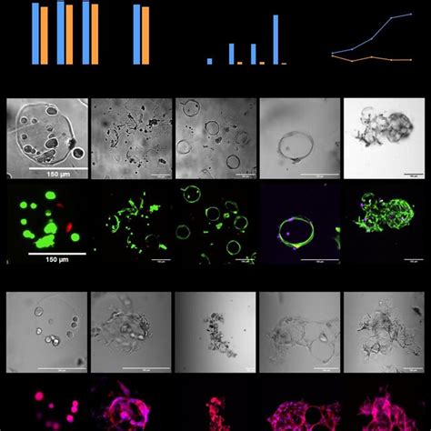 Cytocompatibility Of Alginate Based Spaac Microgels On Hascs A Cell Download Scientific