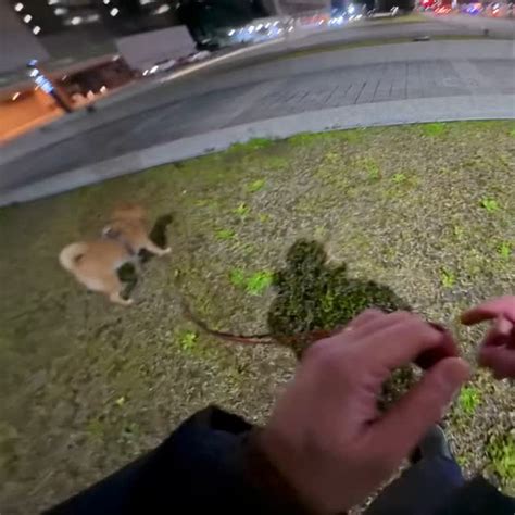狗子直接跳橋 墜到地上慘叫哀嚎 女主人大叫 你到底在想什麼！ 曾經看到那影片 覺得有可憐 此柴呢 🐶 爸爸你先跨過去， 你要是沒鼠掉 我