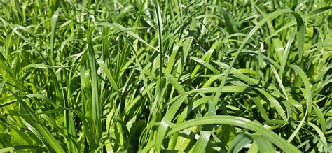 Active Long Rotation Italian Ryegrasses Wesco Seeds