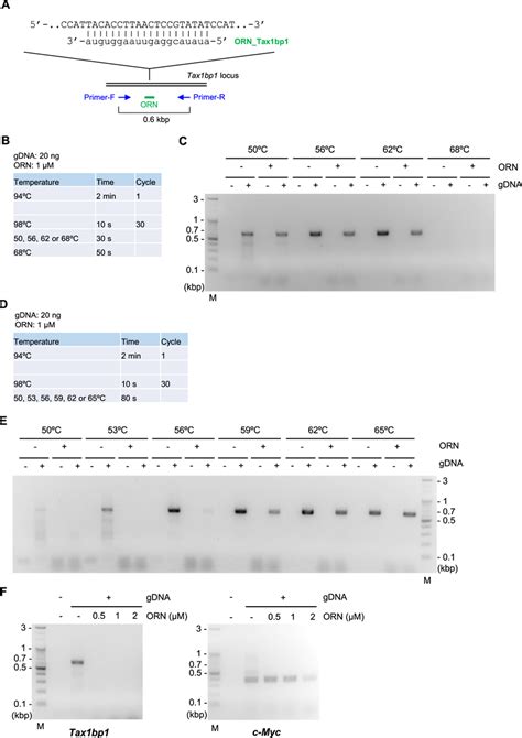 Suppression Of Target Amplification By Two Step Orni Pcr A Target Download Scientific
