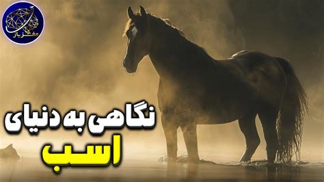 نگاهی به دنیای اسب ها و رابطه بین اسب و انسان Youtube