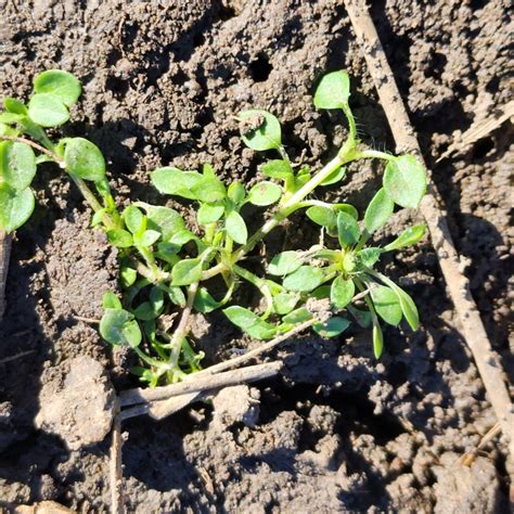 Weed Spotlight Common Chickweed Purdue University Vegetable Crops
