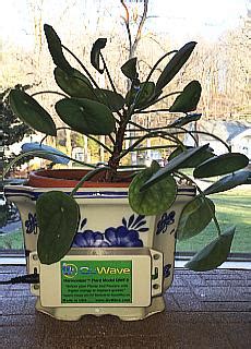 Energize Plants With Scalar Wave Technology For Healthier Stronger