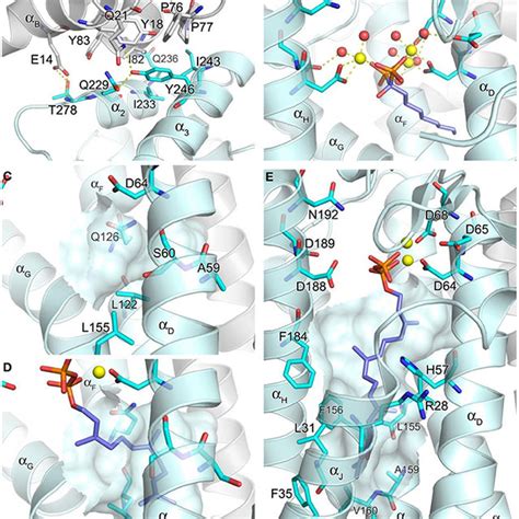 Structure Of Geranylgeranyl Pyrophosphate Synthase A The Inter Dimer Download Scientific