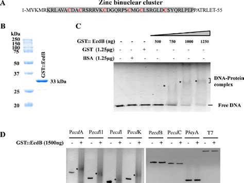 Dna Protein Interaction Of Ecdb Protein With Ecda And Other Promoters