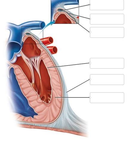 Anatomy Ii The Heart Flashcards Quizlet
