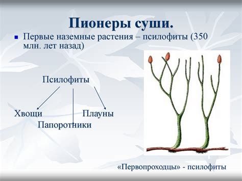 Отдел Хвощевидные презентация онлайн