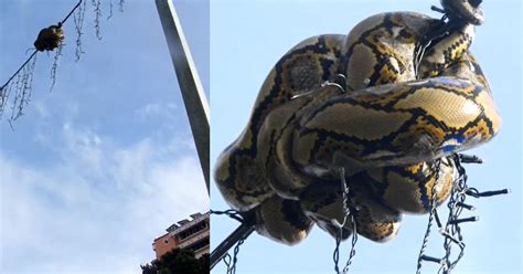 Python Coiled Around Lightings 4 5m Above Ground At Choa Chu Kang
