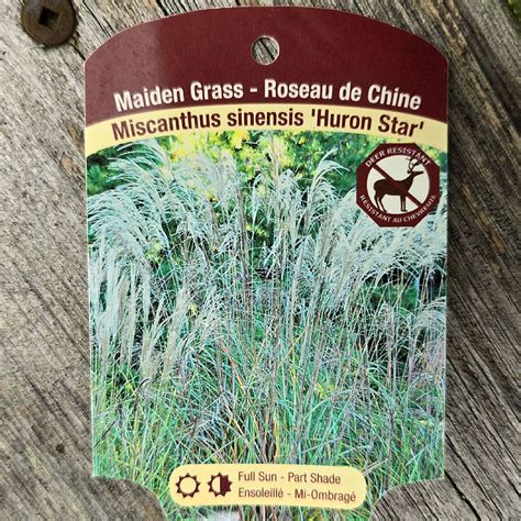 2 Miscanthus Sinensis ‘huron Star Maiden Grass Spencers Garden Centre