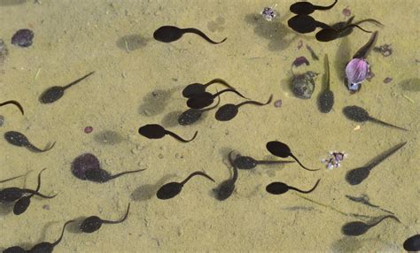 Embryonic Development Of A Frog Sciencing