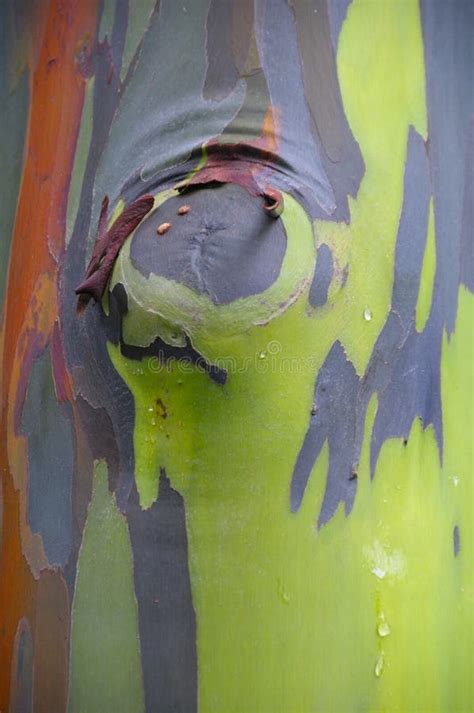 Rainbow Eucalyptus Colorful Tree Bark Stock Image Image Of Timber