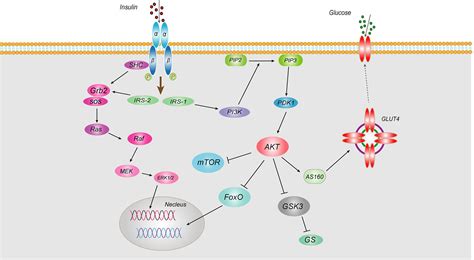 Frontiers Role Of The Inflammasome In Insulin Resistance And Type 2 Diabetes Mellitus