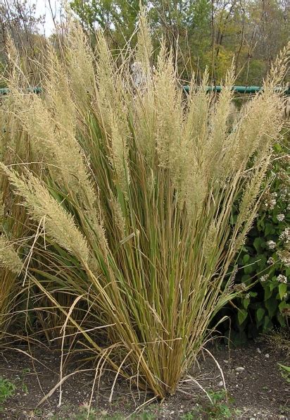 Grasses T Borth Design