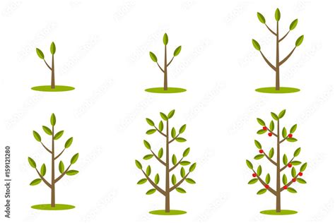 Phases Of Tree Growth Stock Vector Adobe Stock