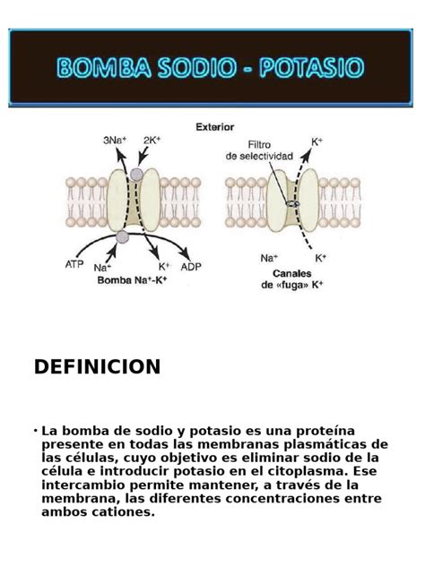 Bomba De Sodio Y Potasio Pdf Biofísica Biomoléculas