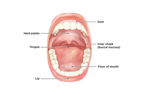 Floor Of Mouth Cancer Staging Radiology