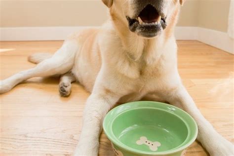 How To Act Quickly If Your Dog Has The Signs Of Bloat Animals Momme