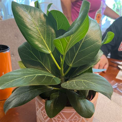 Light Requirements For My Audrey Ficus By Season