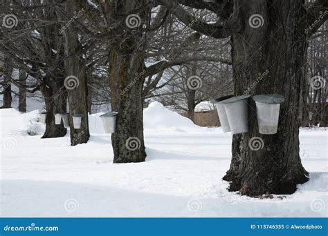 Buckets Collecting Sap Hanging From Trunk Of Maple Tree Royalty Free Stock Photography
