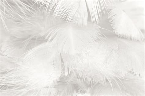 Premium Photo Full Frame Shot Of Feather