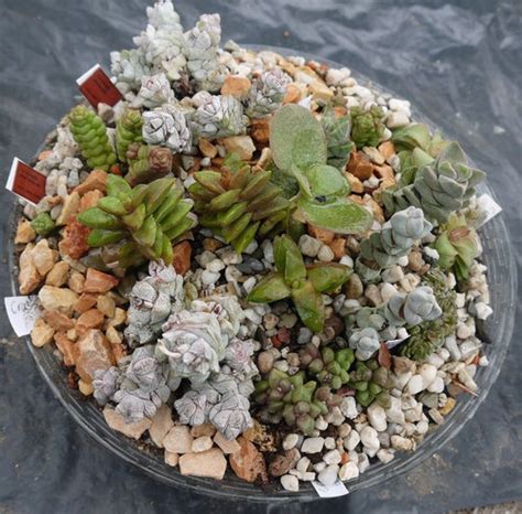 A Small Crassula Collection