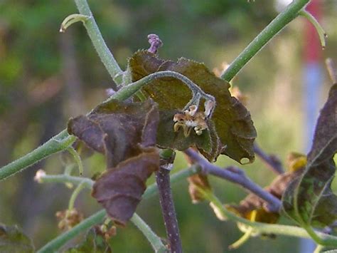 Blue Jay Barrens Frost Damage