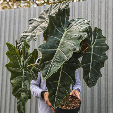 Alocasia Pseudo Sanderiana