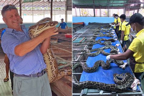 Is Python Meat A Sssustainable Alternative To Industrial Meat From Farm