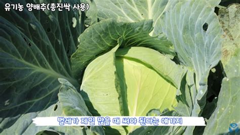천연살충제 사용해 친환경농업 충해 경감 비법 유기농업자재 총진싹 사용 네이버 블로그