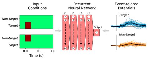 Sensors Free Full Text A Guided Tutorial On Modelling Human Event Related Potentials With