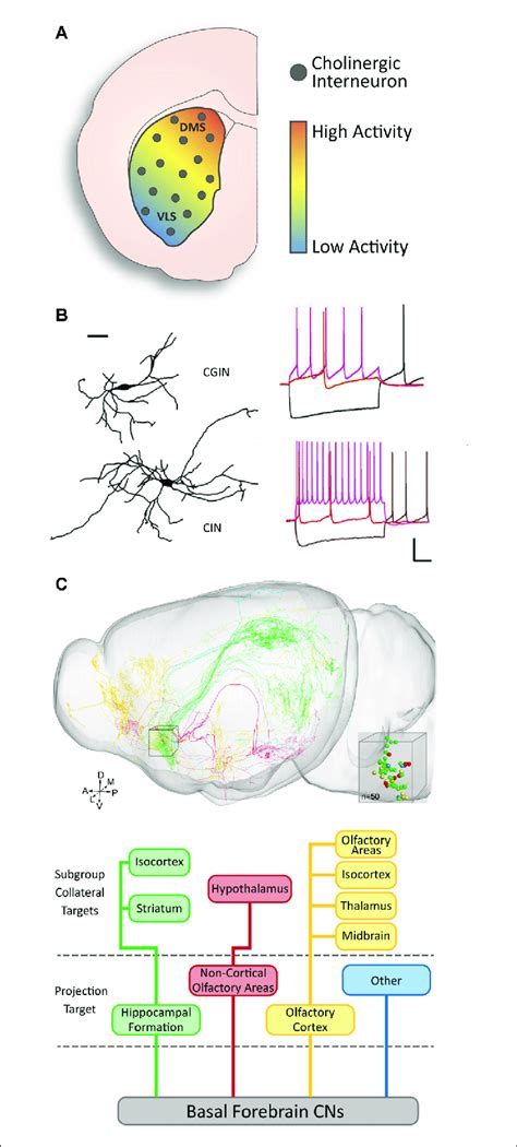 Functional Diversity Of Cholinergic Neurons A There Is A Gradient