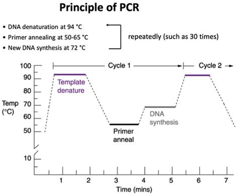 114 Pcr And Quantitative Pcr Flashcards Quizlet