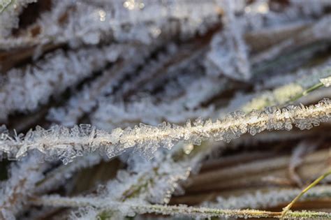 Hoarfrost와 얼음 결정눈 잔디의 겨울 사진입니다 0명에 대한 스톡 사진 및 기타 이미지 0명 가리기 겨울 Istock