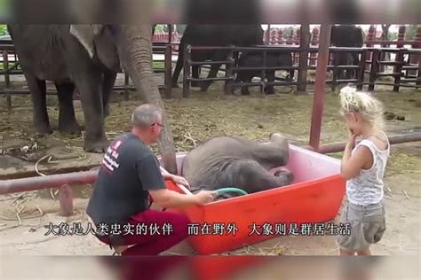 大象母子被狮群围攻，大象妈妈誓死守护，狮子只能无奈退让！大象狮群守护
