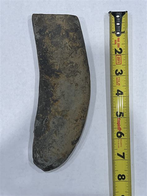 Help On ID Please Fossil ID The Fossil Forum