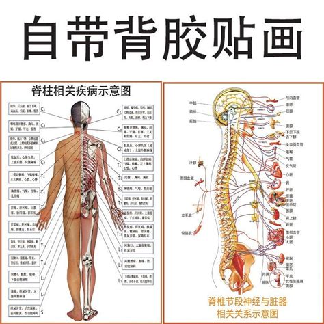 322 人體穴位圖 人體脊柱相關疾病海報 神經系統圖 血管分佈圖 骨骼掛圖 穴位圖 蝦皮購物