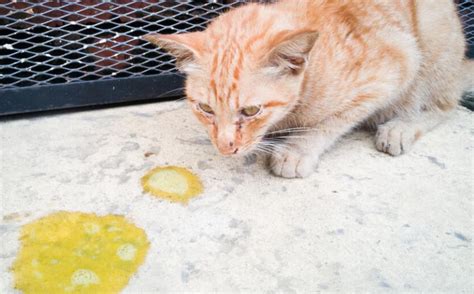 猫咪吐黄水吐猫粮是怎么回事看完你就知道了 宠物网