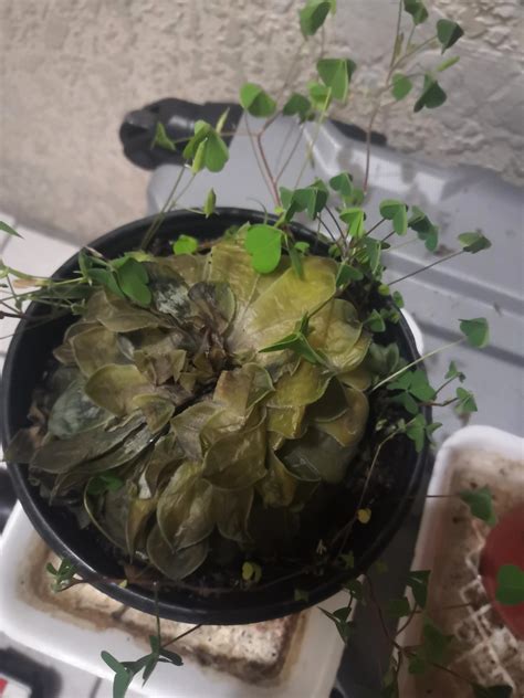 Is My Plant Dead Rindoorplants