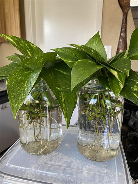 Propagation Strategy For A Full Plant Rpothos