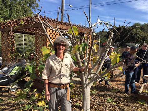 Fig Tree Pruning Tree Tuesday — Steemit
