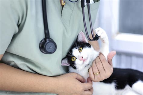Nasal Polyps In Cats