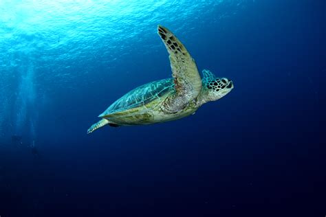 Bay Isle Home™ Turtle Wayfair Canada
