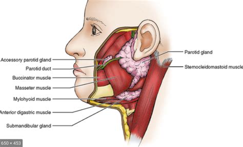Parotid Region And Facial Nerve Flashcards Quizlet