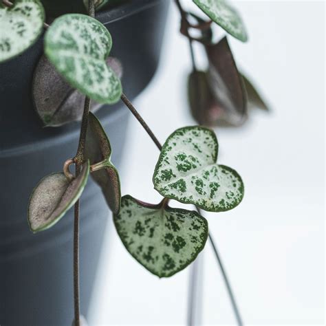 Heart Shaped Houseplants Just In Time For V Day Strader S Garden