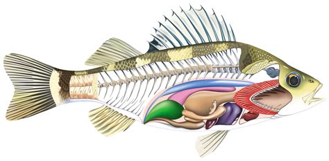 Fish Anatomy Worksheet Printable Word Searches